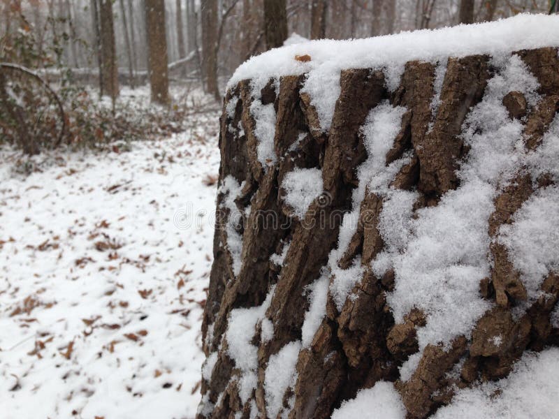 Snowy Tree Stump in the Woods Stock Image - Image of snowy, storm: 79221255