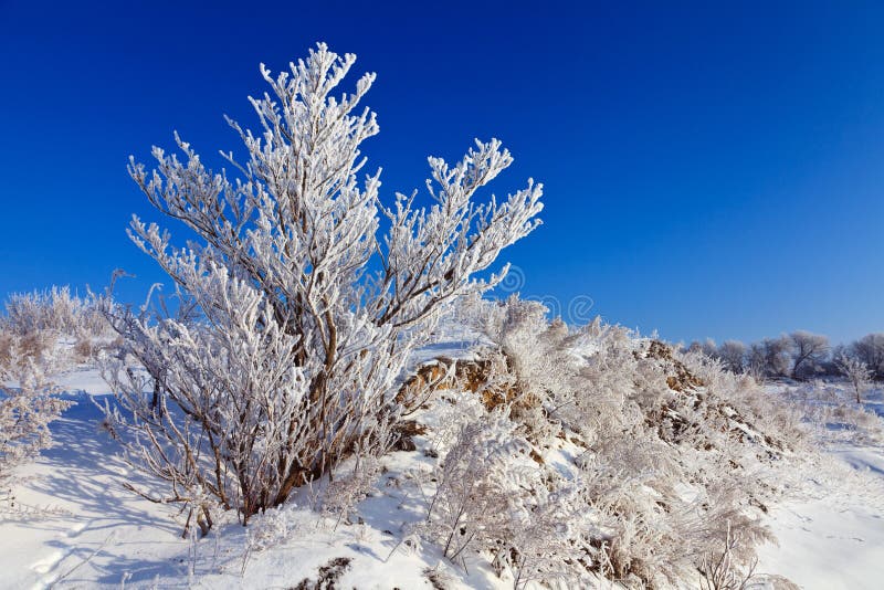 Snowy tree stock photo. Image of christmas, december - 61857948