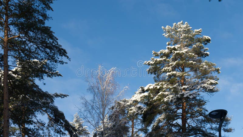 Snowy Tree Tops and Branches Against the Blue Sky Stock Photo - Image ...