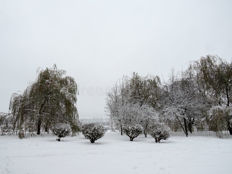 Snowy Tree. Winter 2022-2023 in Belarus Stock Image - Image of frozen ...