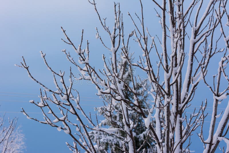 Snowy Tree stock image. Image of tree, morning, evergreen - 33627761