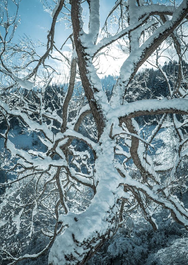 Snowy tree stock image. Image of country, snowy, winter - 49965317