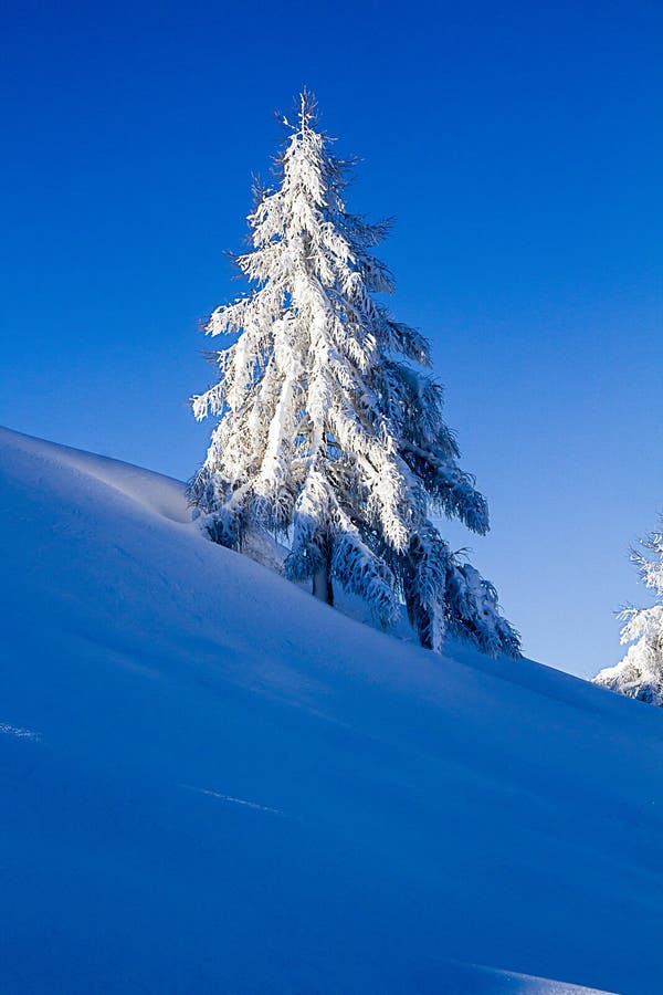 Snowy tree stock image. Image of calm, nature, spruce - 48350721