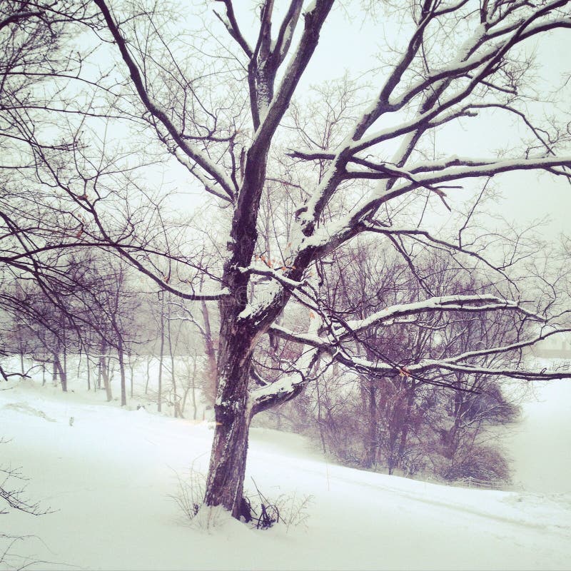 Snowy Tree Branches, Thick Layer of Snow Covers the Tree Branches Stock ...
