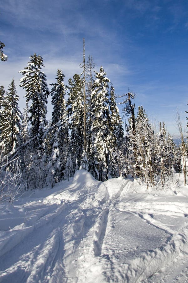 Snowy trees stock image. Image of outdoors, skies, tree - 10872079