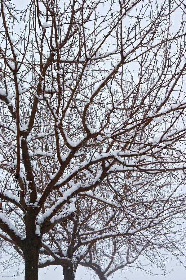 Snowy trees stock photo. Image of water, trunks, plants - 13155374