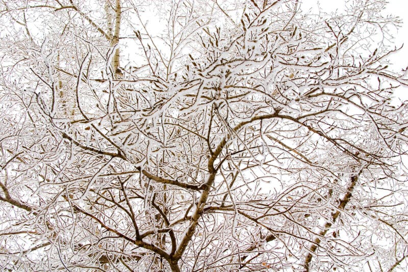Snowy trees stock image. Image of outdoors, january, chilly - 1609937