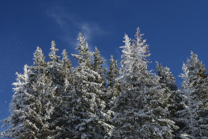 Snowy trees stock photo. Image of frost, pure, nature - 1903920