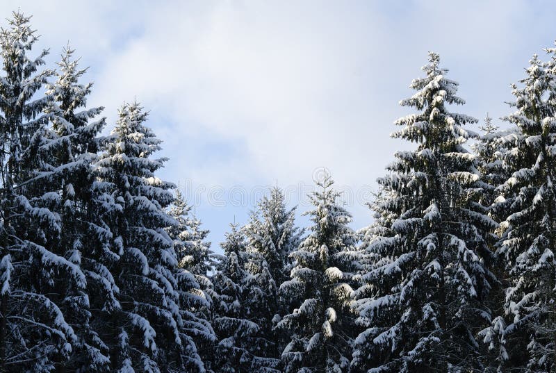 Snowy trees stock image. Image of woodland, snowy, tree - 20065505