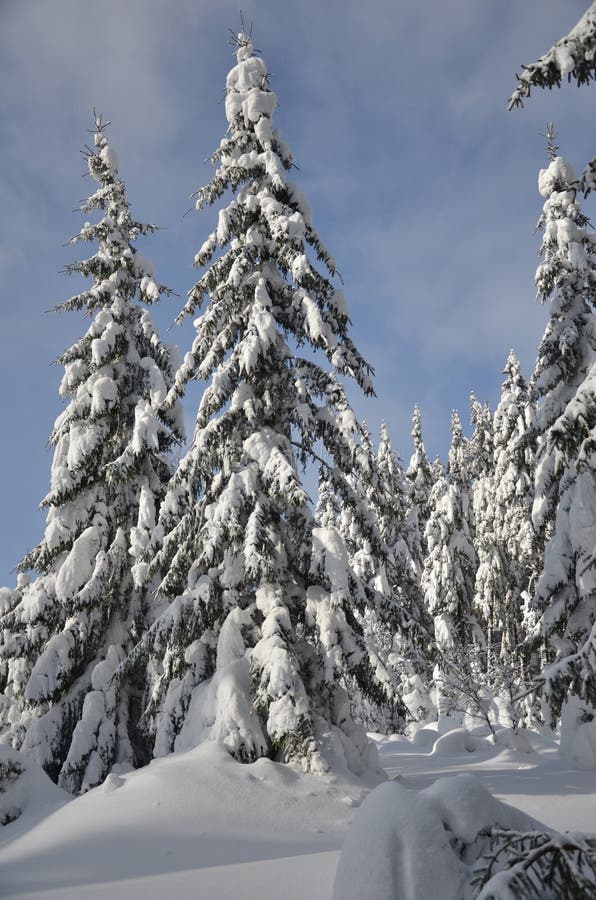 Snowy trees stock photo. Image of tree, rural, winter - 23093268