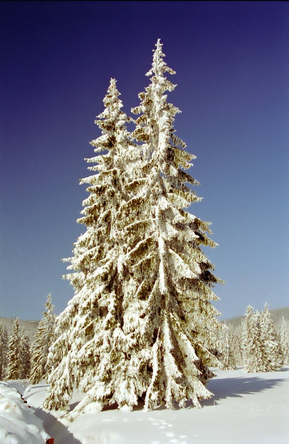 Snowy trees stock photo. Image of covered, trees, landscape - 2453702
