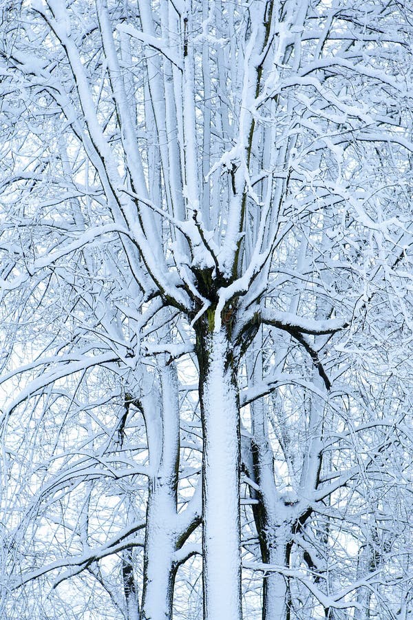 Snowy trees stock image. Image of postcard, natural, lines - 27538739