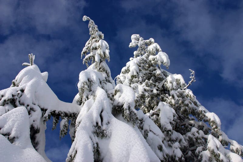 Snowy trees stock image. Image of white, forest, snow - 6015505