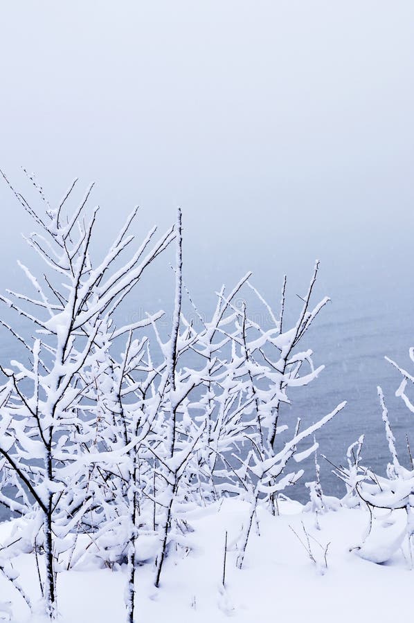 January Dream: Frosted Columbia, Richland, WA Stock Photo - Image of ...