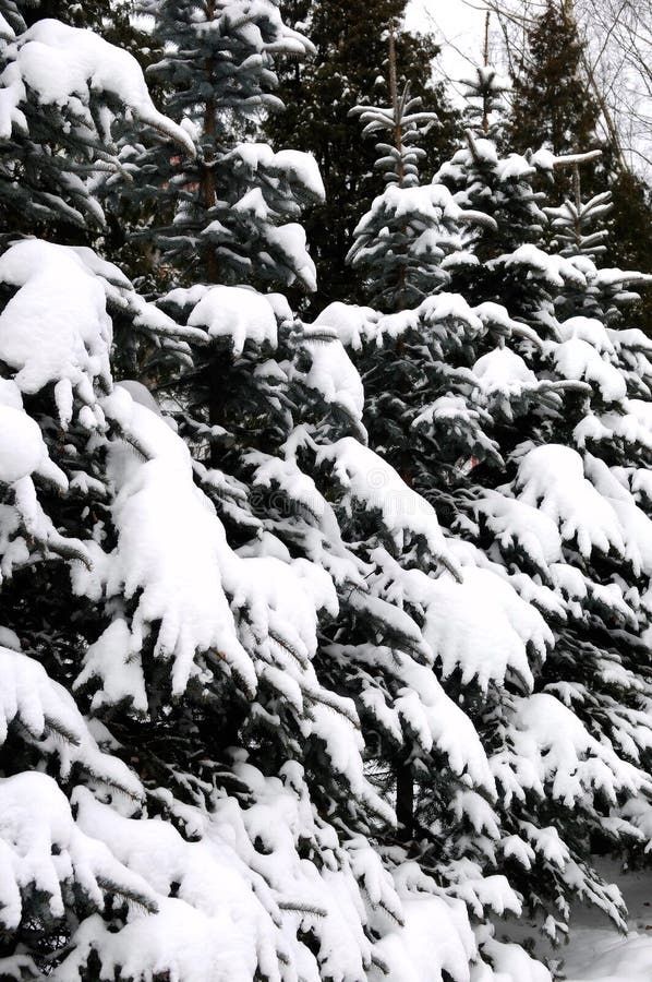Snowy trees stock photo. Image of north, tree, forest - 8264300