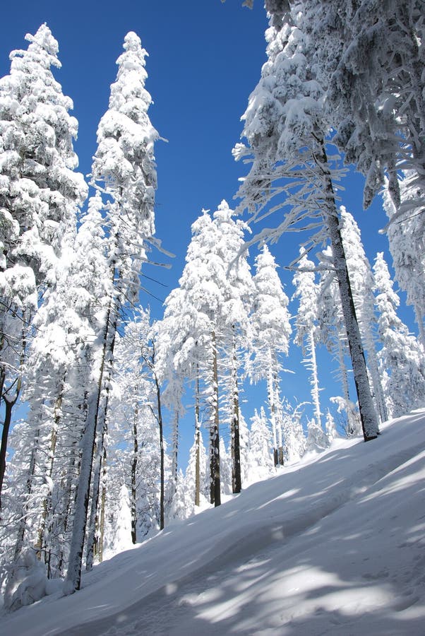 Snowy trees stock image. Image of blue, broadcaster, mount - 8316773