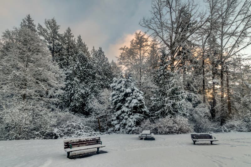 Snowy Trees and Benches stock photo. Image of snowfall - 88954576