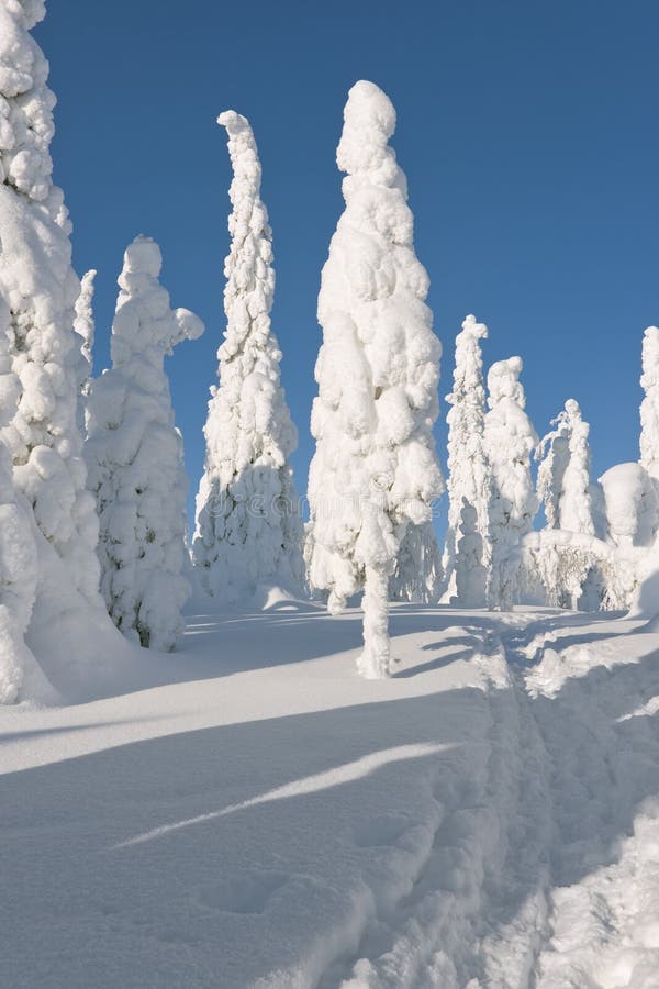 Snowy trees and blue sky stock photo. Image of slim, frost - 23556384