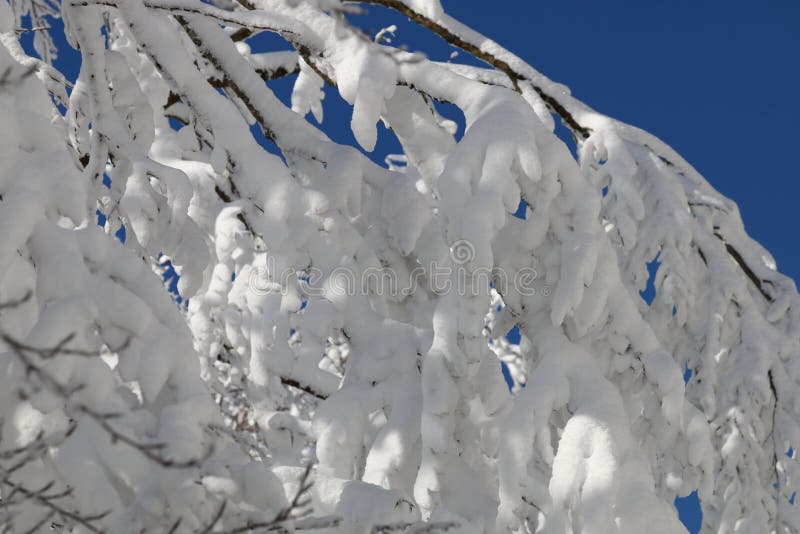 Snowy trees stock image. Image of snowy, italy, snow - 60262103