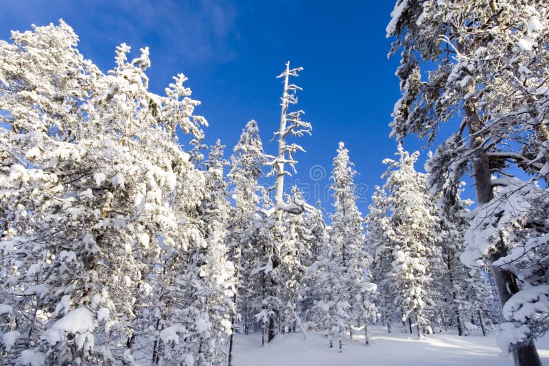 Snowy Trees and Bright Blue Sky Stock Image - Image of country, cold ...