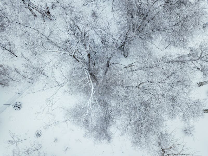 Snowy Trees in Cold Winter Season Top View B Stock Photo - Image of ...