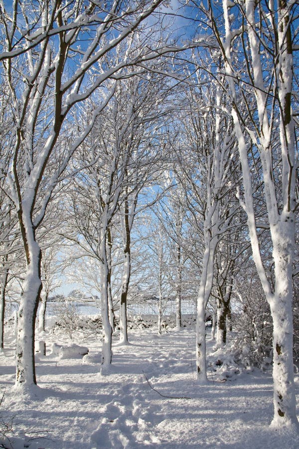 Snowy trees in countryside stock photo. Image of nature - 12481828