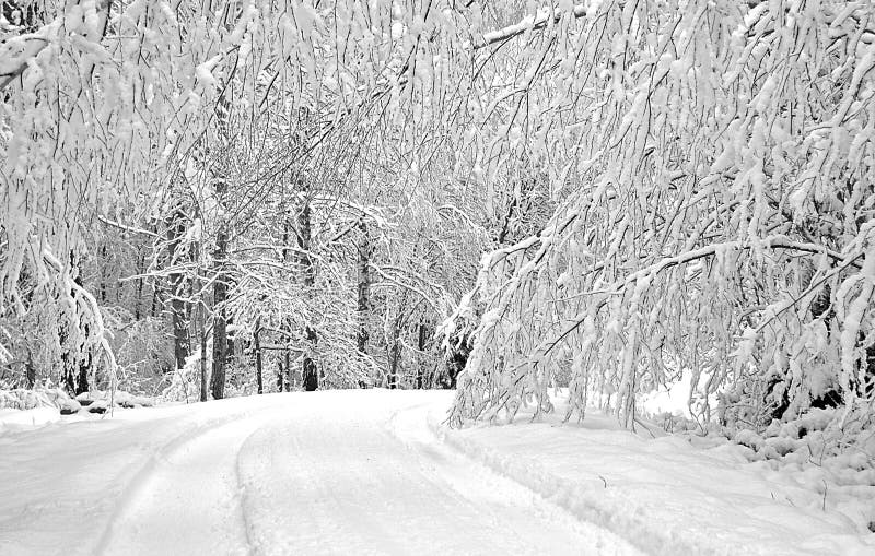 Snowy Trees and Curved Road Stock Image - Image of branches, blanketed ...