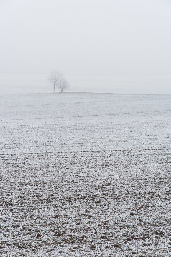 Snowy Trees in Fog during Winter Stock Image - Image of frost, wander ...
