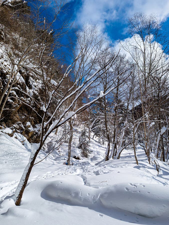 Snowy Trees and Footprints in a Forest (Hokkaido, Japan Stock Image ...