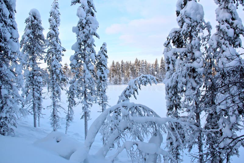 Snowy Trees in the Forest in Lapland Stock Image - Image of cold ...