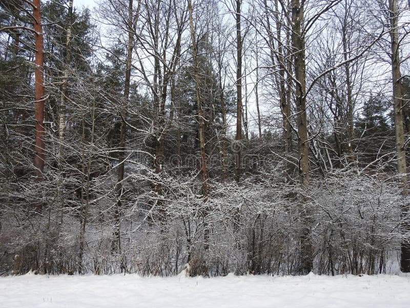 Snowy Trees in Forest , Lithuania Stock Photo - Image of branches ...