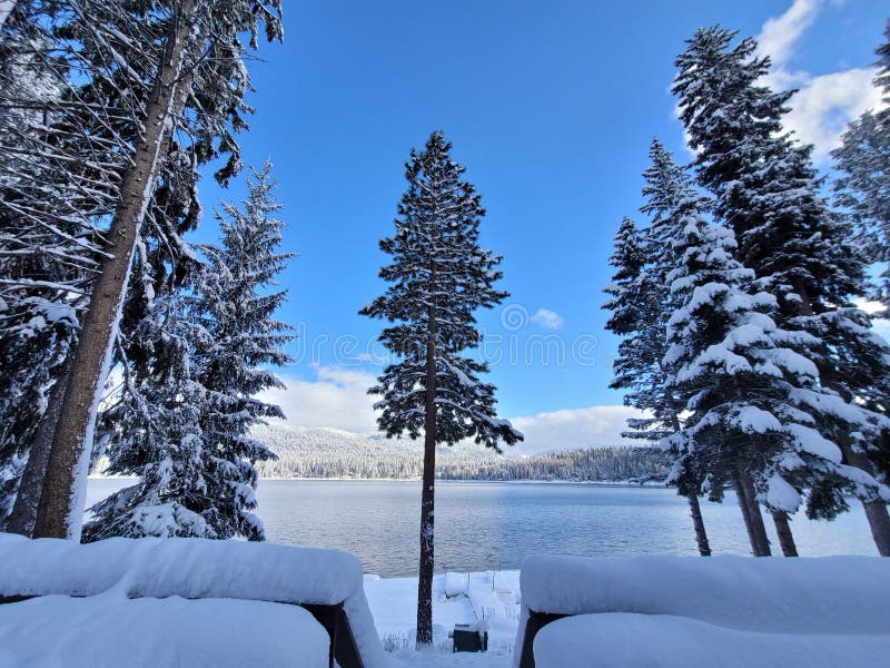 Snowy Trees in the Forest at the Shore of a River Stock Image - Image ...