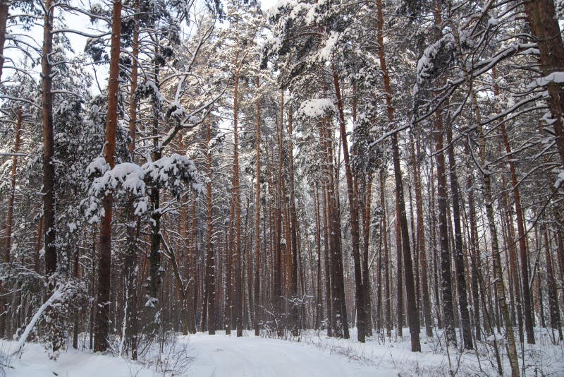 Snowy Trees in the Forest in Winter Stock Image - Image of cold, light ...