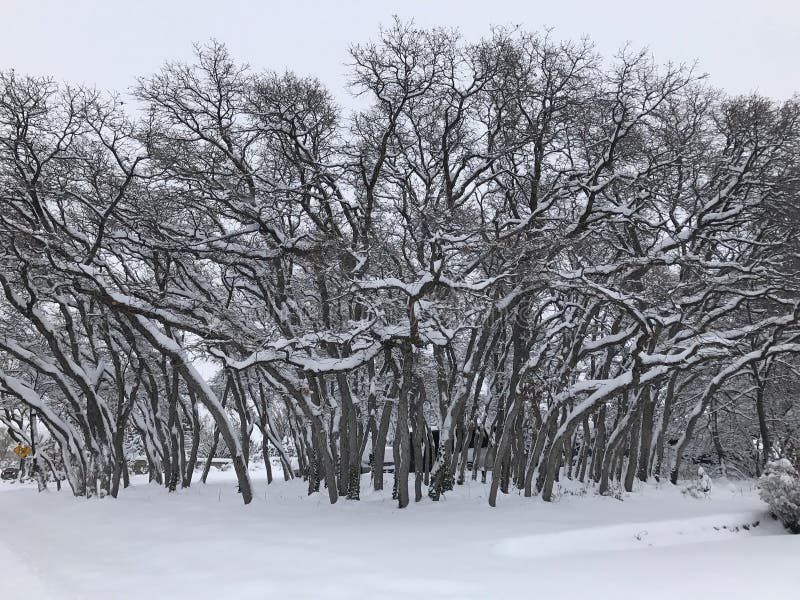 Snowy trees stock image. Image of winter, tree, snowy - 83724533