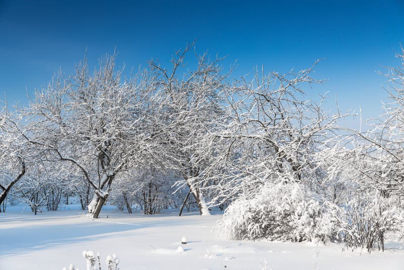 The snowy trees in January stock image. Image of season - 75541371