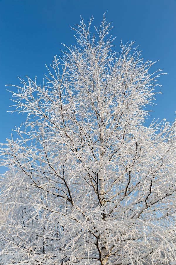 The snowy trees in January stock image. Image of outdoor - 75337711