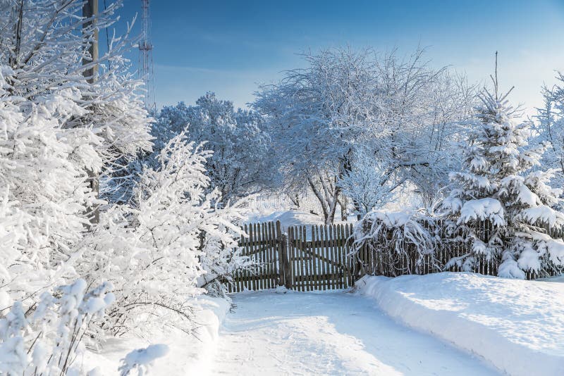 The snowy trees in January stock image. Image of outdoor - 75337711