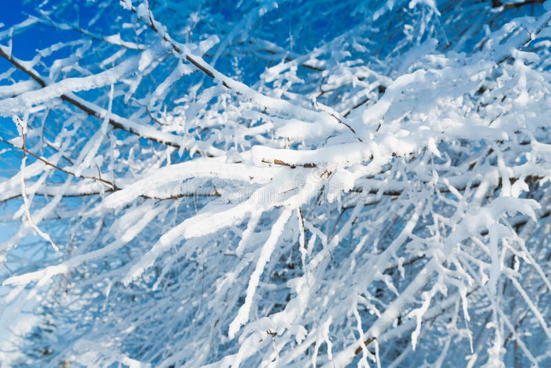 The snowy trees in January stock image. Image of season - 75541371