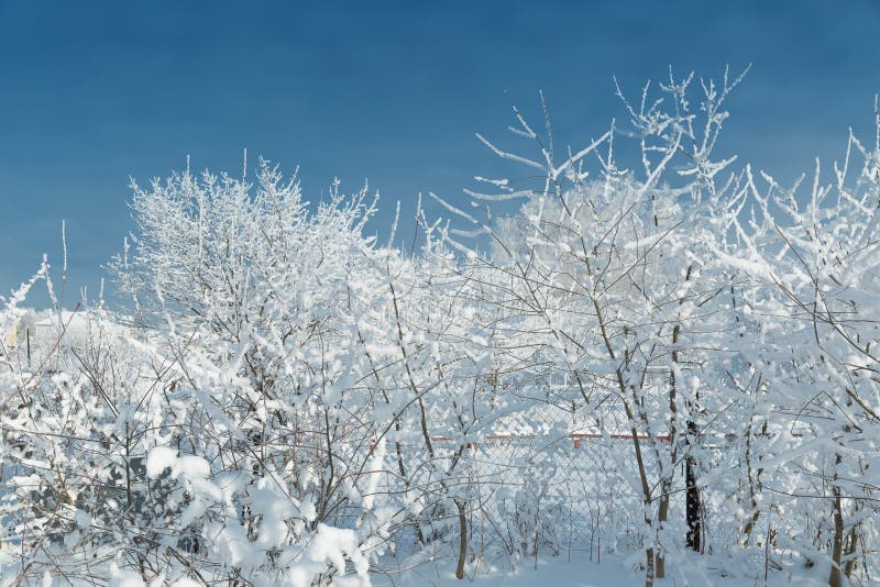 The snowy trees in January stock photo. Image of tree - 75447310