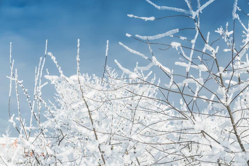The snowy trees in January stock photo. Image of white - 75519758