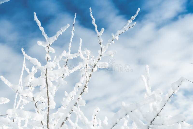 The snowy trees in January stock image. Image of country - 75519797