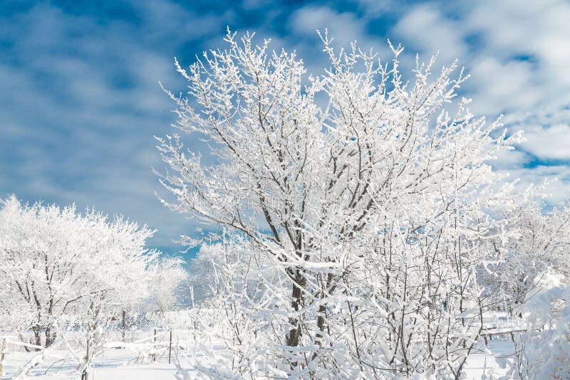 The snowy trees in January stock photo. Image of snowfall - 75536398
