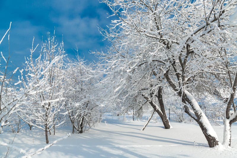 The snowy trees in January stock image. Image of tree - 75541293