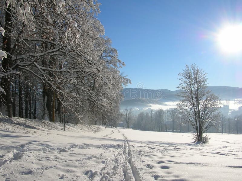Snowy trees stock photo. Image of natural, bright, fall - 37106854