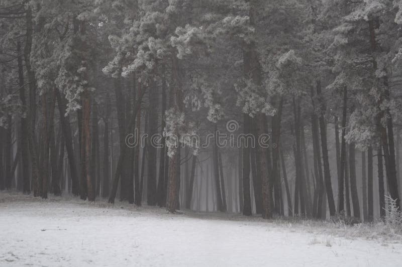 Snowy Trees in the Mountains Forrest. Stock Photo - Image of forrest ...