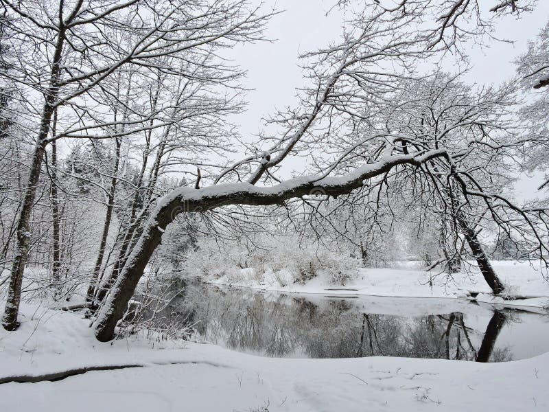 Snowy Trees Near River in Winter, Lithuania Stock Image - Image of snow ...