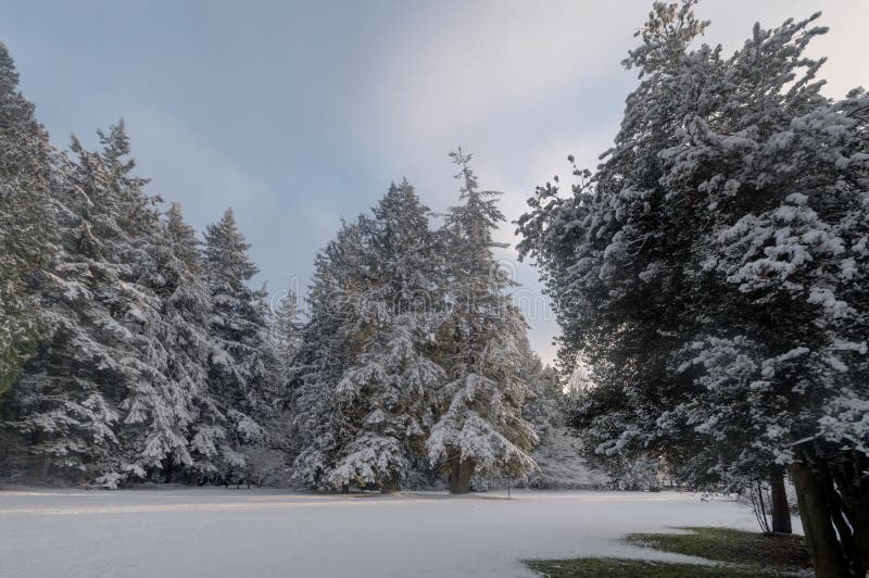 Snowy Trees stock photo. Image of snowy, open, snowfall - 88948280