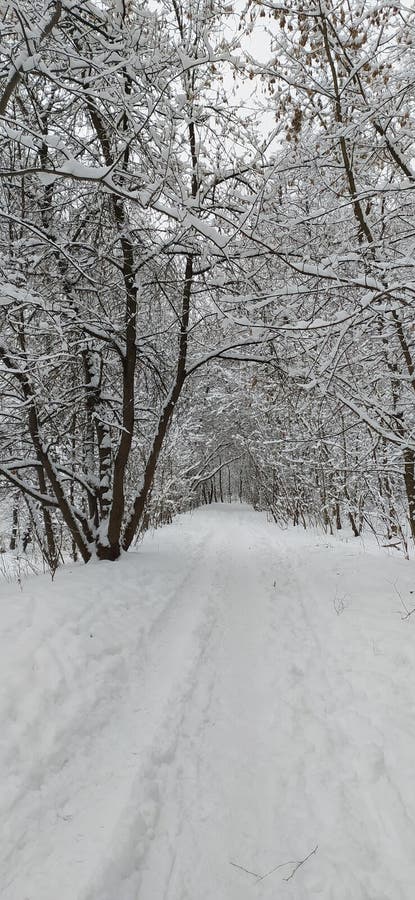 Winter Pathway in the Fili Park Stock Photo - Image of forest, woodland ...