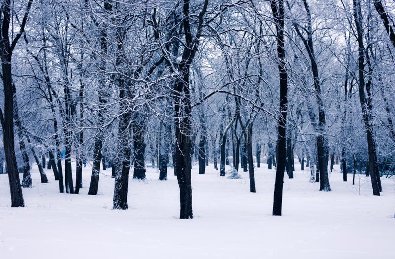 Snowy trees stock image. Image of tree, trunk, snowy - 43172779