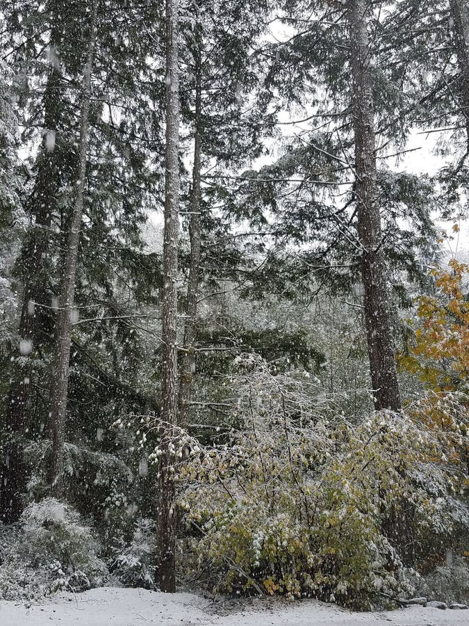 Snowy Trees stock photo. Image of trees, scenery, snow - 153326846